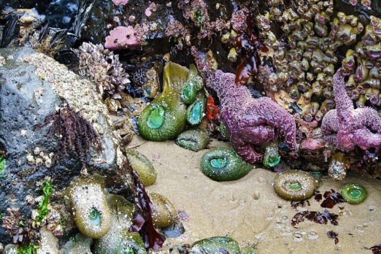 Oregon Coast Tide Pools Guide: The Best Spots to See Creatures