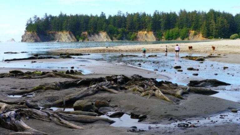 Oregon Coast Tide Pools Guide: The Best Spots to See Creatures