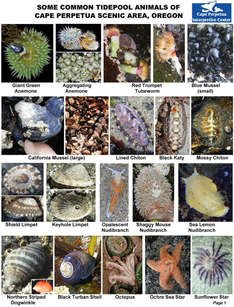 Oregon Coast Tide Pools Guide 2025: Best Spots to Explore at Low Tide