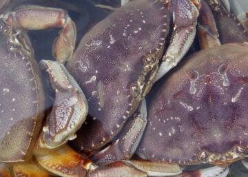 Oregon Coast Crab Season 2025 Guide: When & Where to Go