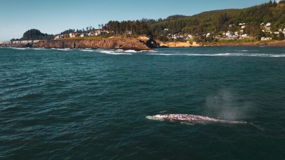 Spring Whale Watch Week Returns to the Oregon Coast