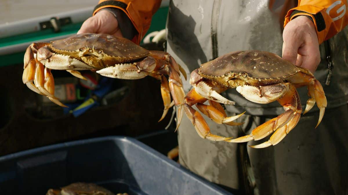 Oregon Coast Crab Season 2025 Guide: When & Where to Go