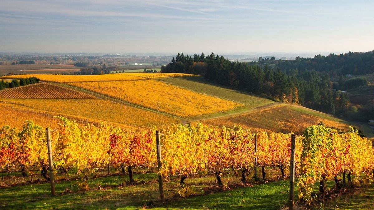 Things to Do in Fall on the Oregon Coast: Covered Bridges & More