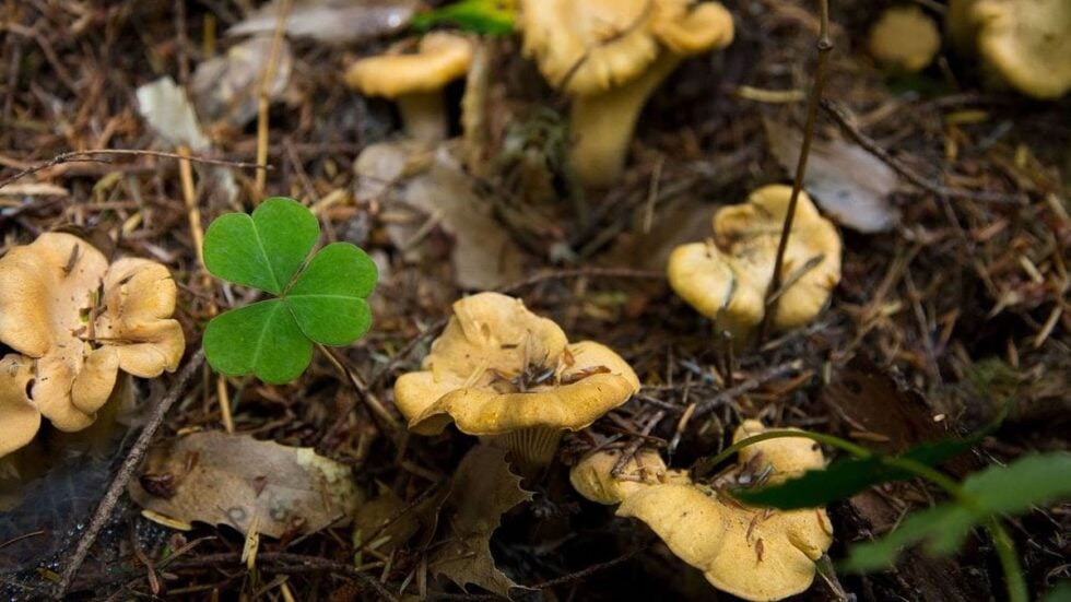 Wild Mushroom Season on the Oregon Coast: Guide to Foraging