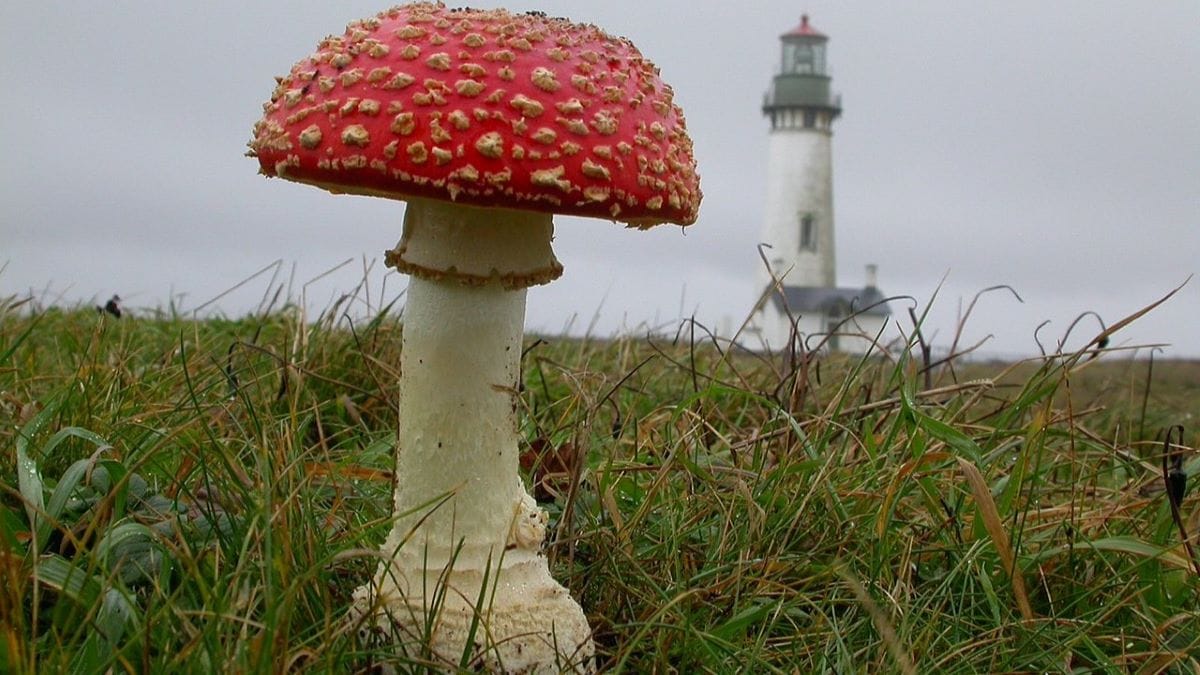 Wild Mushroom Season on the Oregon Coast: Guide to Foraging